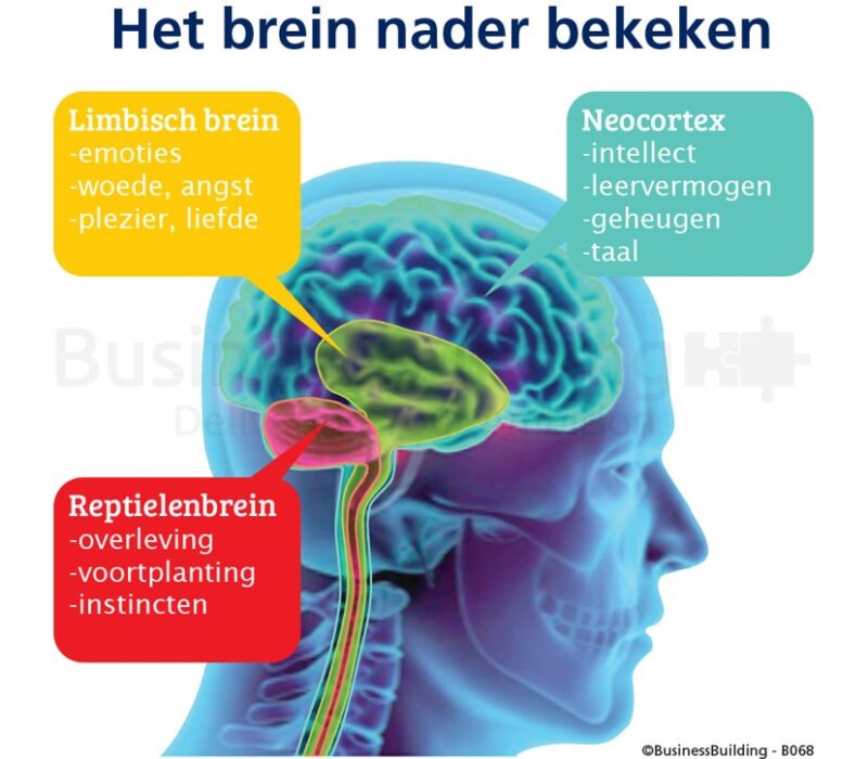 Met kennis van het brein meer resultaat behalen – Het brein nader ...